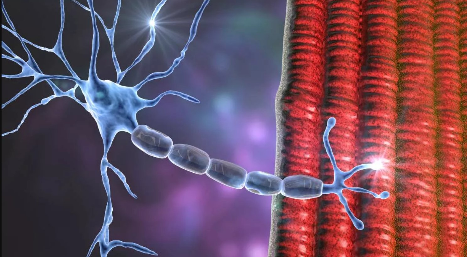 Científicos desarrollan posible cura para la esclerosis lateral ...